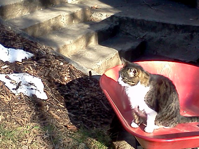 Williams’ small, mighty poem – Poetry DNA